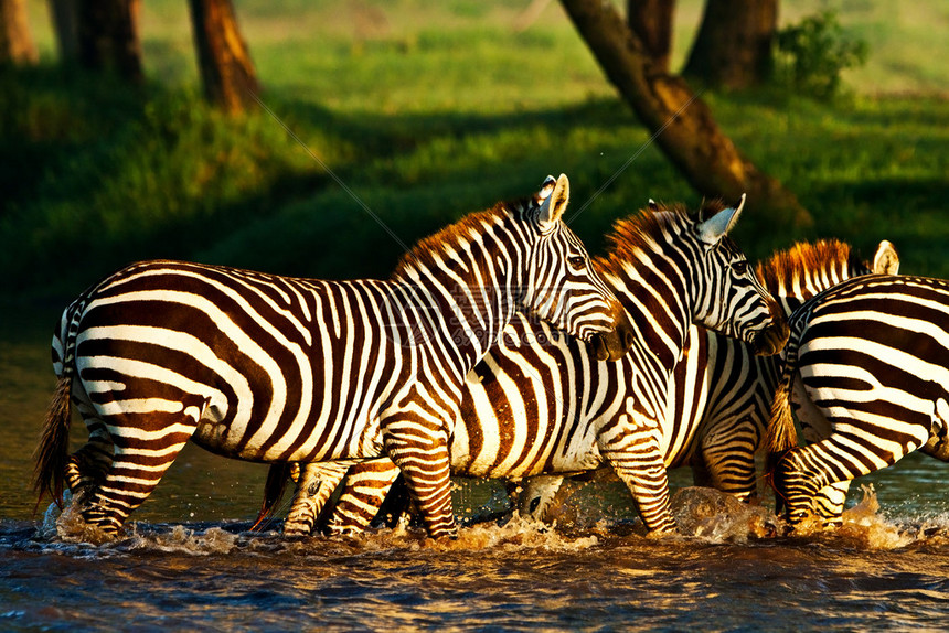 肯尼亚纳库鲁湖公园的Zebr高清图片下载-正版图片502894323-摄图网