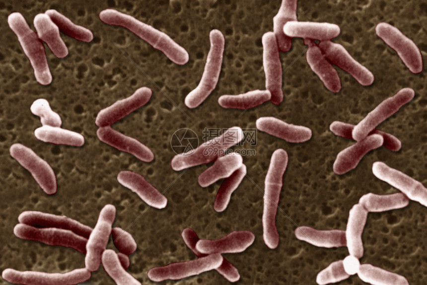 在扫描电子显微镜下查看的高清图片下载-正版图片502937107-摄图网