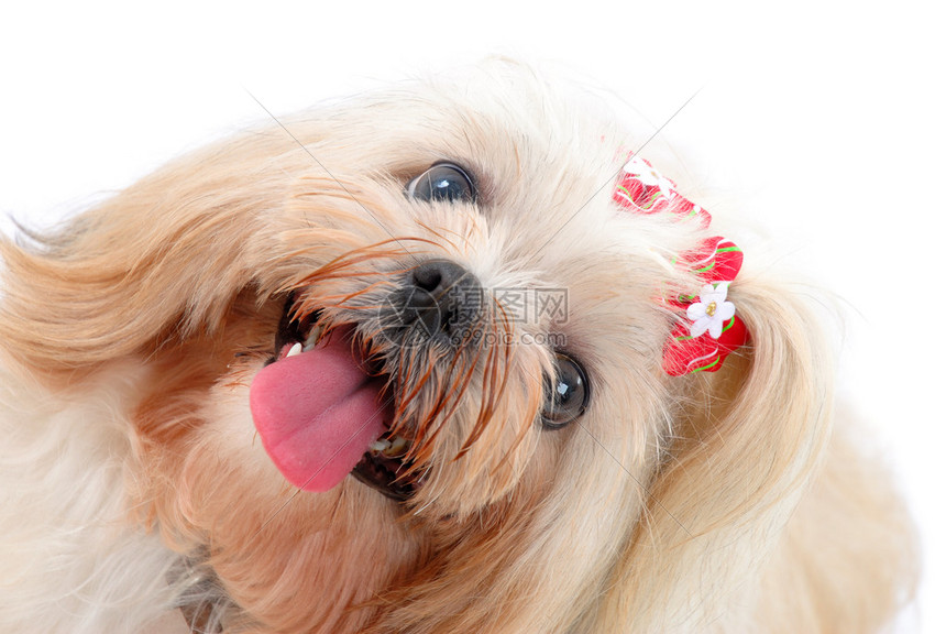 chitzu种族的宠物狗高清图片下载-正版图片502939991-摄图网