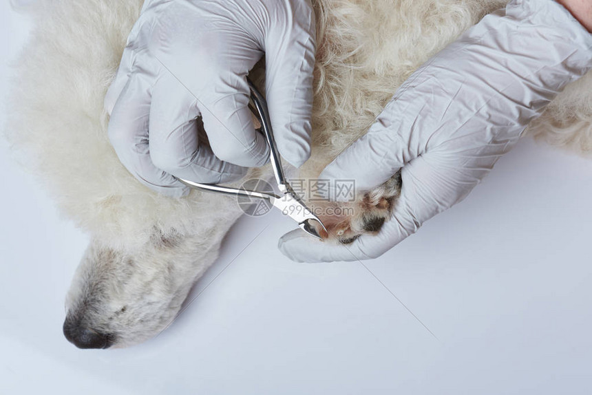 兽医诊所特近视图中的TrimPo高清图片下载-正版图片502945733-摄图网