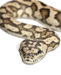 Python图片_Python素材_Python高清图片_摄图网图片下载