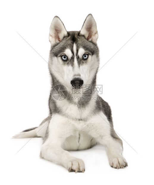 AlaskanHusky在高清图片下载-正版图片502946107-摄图网