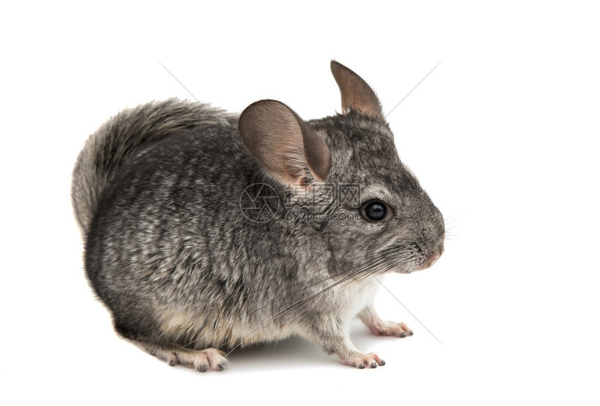 白色背景的Chin高清图片下载-正版图片502960231-摄图网