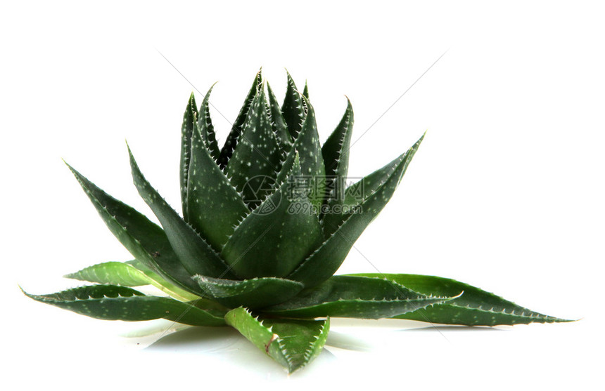 芦荟高清图片下载-正版图片502961473-摄图网