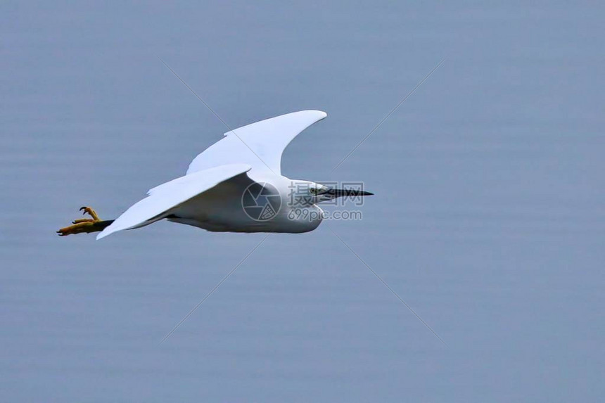 飞行中的高清图片下载-正版图片502963423-摄图网
