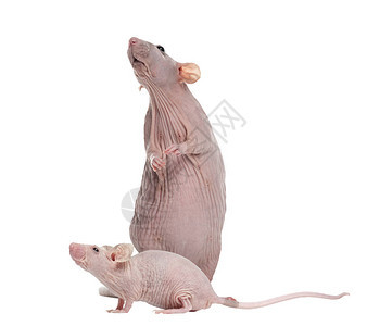 无毛老鼠MusMuscculs高清图片下载-正版图片503013627-摄图网
