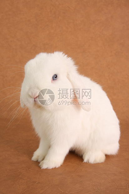 白兔子高清图片下载-正版图片502976276-摄图网