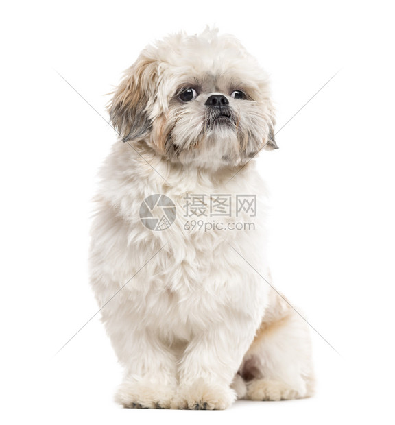 ShihTzu坐在一边看孤立在白高清图片下载-正版图片502976761-摄图网