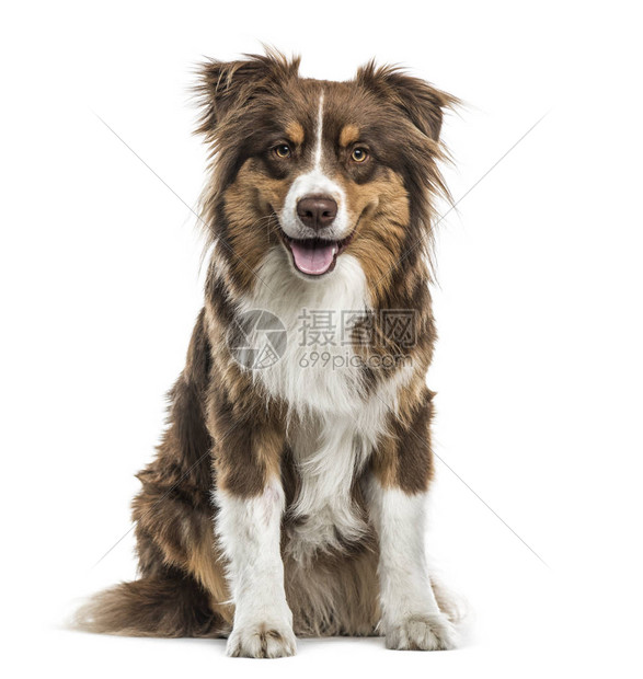 澳大利亚Shepherd坐在和喘气高清图片下载-正版图片502976900-摄图网