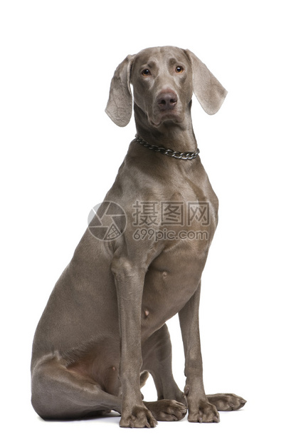 白色背景面前的Weimaran高清图片下载-正版图片502977132-摄图网