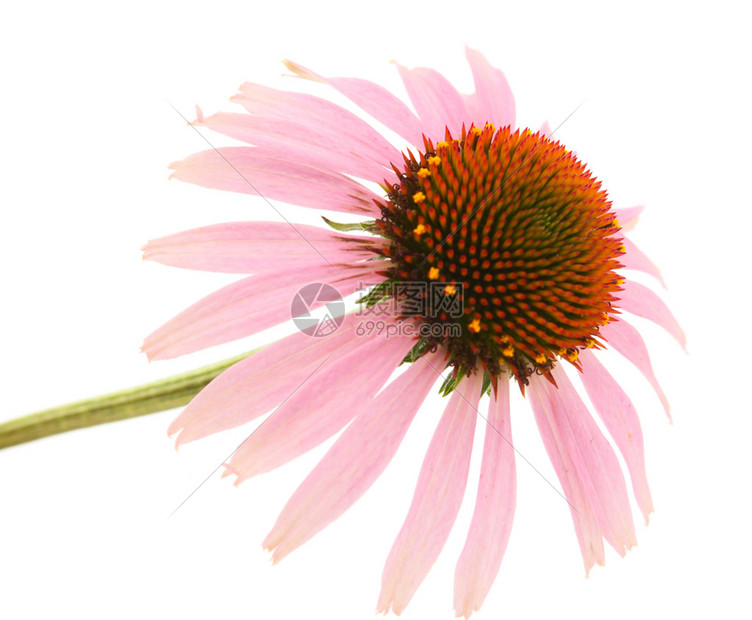 白色背景的Echin高清图片下载-正版图片502979647-摄图网