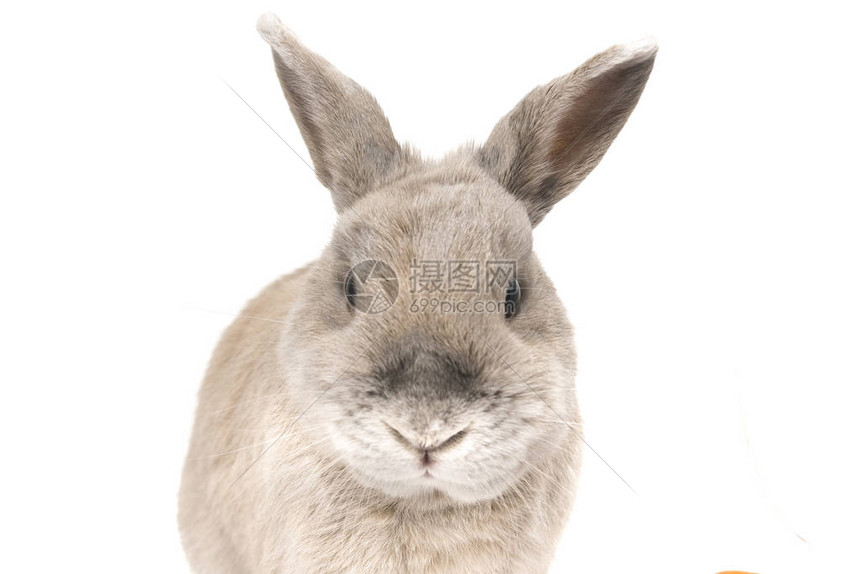 以白背景隔离白耳的可爱兔子灰色肖像不高清图片下载-正版图片502980214-摄图网
