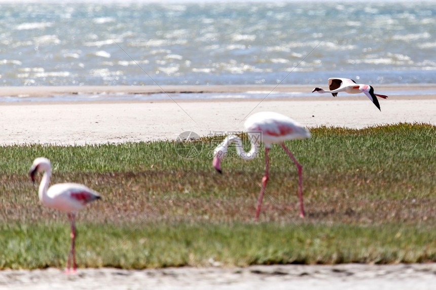 在非洲赞比亚斯瓦科普蒙德沃尔维斯湾飞行中的Flam高清图片下载-正版图片502989775-摄图网