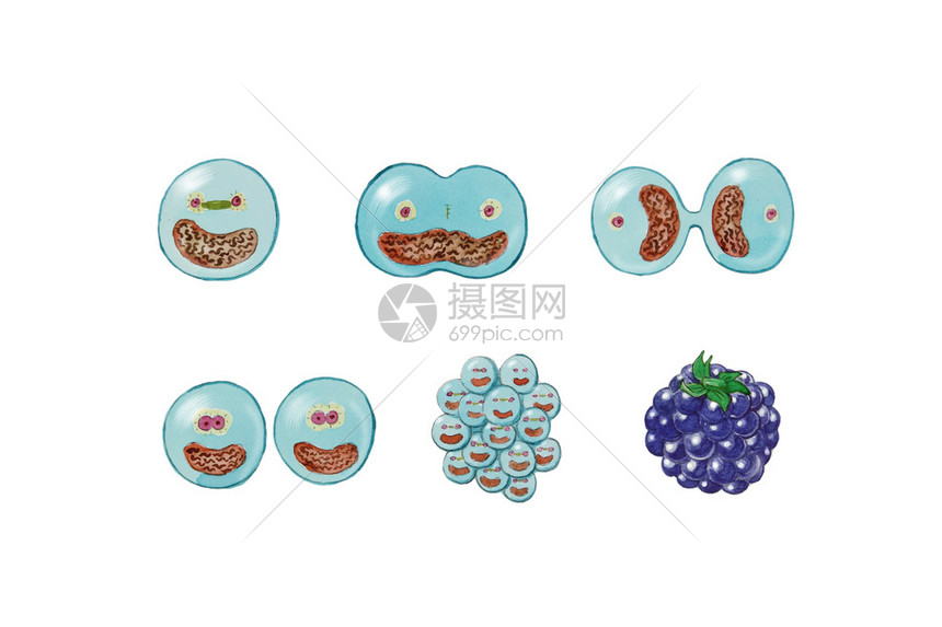 细胞增殖概念白色插图插画图片下载-正版图片502998357-摄图网