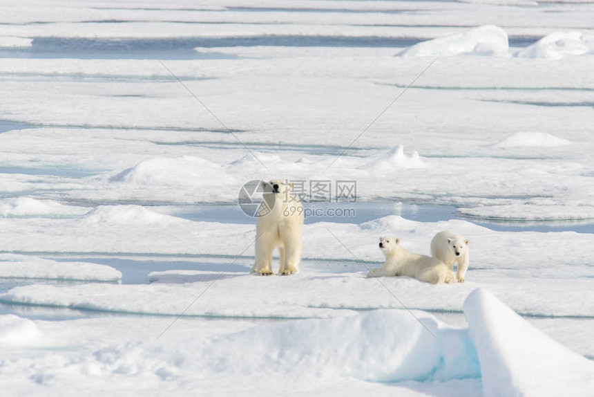 北极熊母亲Ursusmaritimus和在挪威斯瓦尔巴北极以北冰高清图片下载-正版图片503015415-摄图网