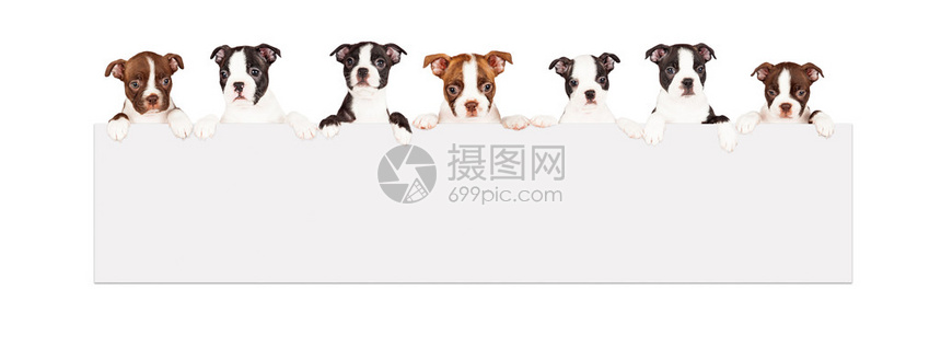 在白色背景上孤立无援的狗儿们高清图片下载 正版图片503038306 摄图网