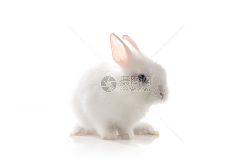 白背景的白兔Studi高清图片下载-正版图片503051363-摄图网