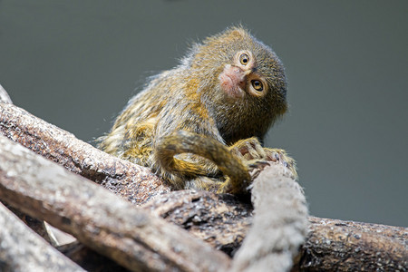 在动物园的树枝上坐着猴子白脸高清图片下载-正版图片503069644-摄图网