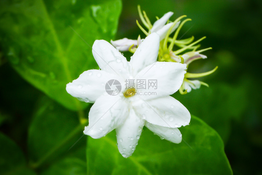 茉莉花高清图片下载-正版图片503070262-摄图网