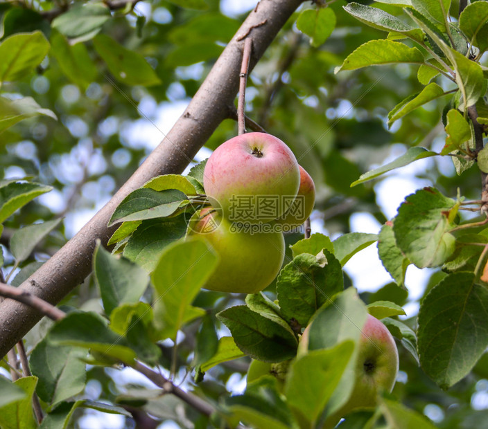 生长在苹果树上的苹果高清图片下载-正版图片503152525-摄图网