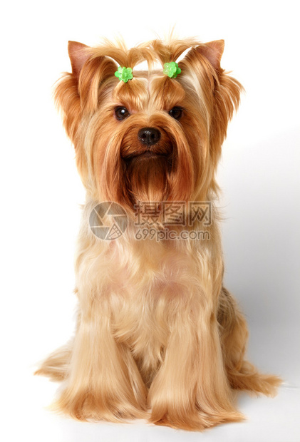 约克夏梗高清图片下载-正版图片503160013-摄图网