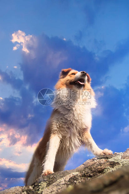 蓝天上的雄伟神狗背景高清图片下载-正版图片503173599-摄图网