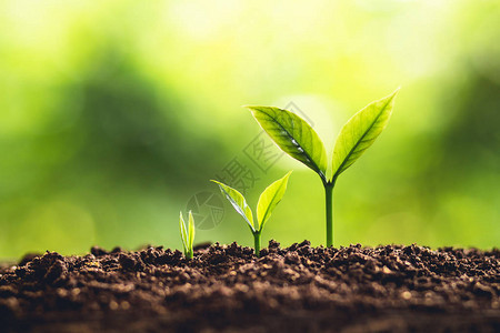 种植树木领导树林植树种拯高清图片下载-正版图片503225589-摄图网