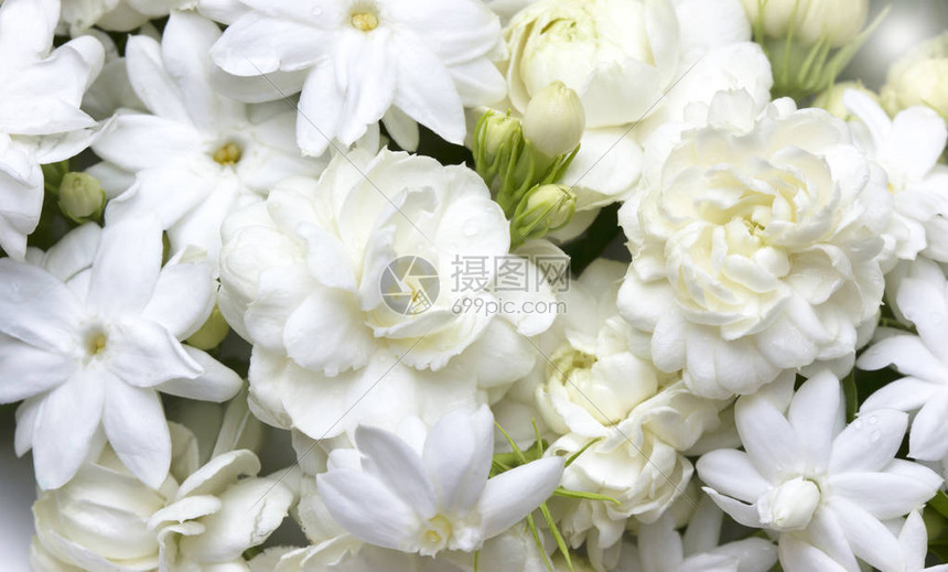 白色茉莉花新鲜高清图片下载-正版图片503224616-摄图网