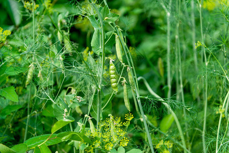 在自然阳光下开花的豌豆高清图片下载-正版图片504284946-摄图网