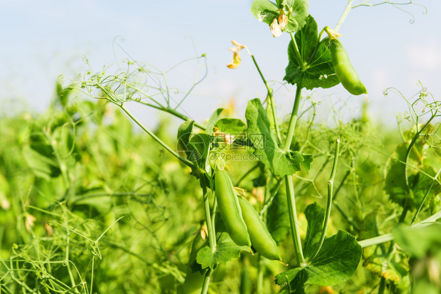 生长在领域的豌豆高清图片下载-正版图片503227094-摄图网