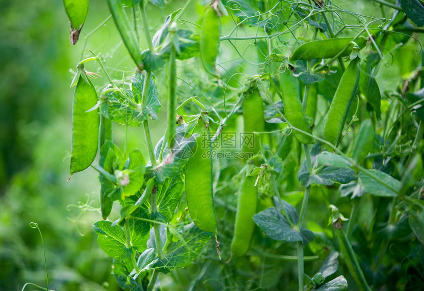生长在花园里的绿豌豆高清图片下载-正版图片503233681-摄图网