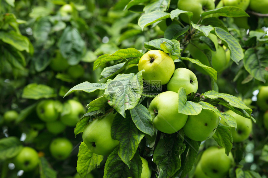 树上的青苹果高清图片下载-正版图片503235020-摄图网