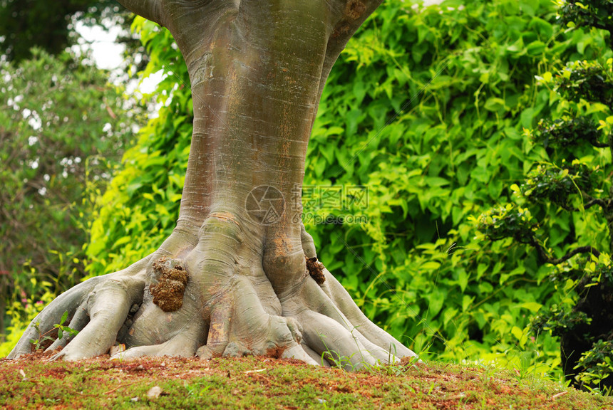 老树高清图片下载-正版图片503235529-摄图网