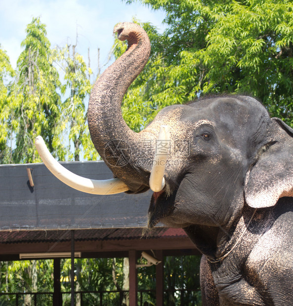 泰国大象的美丽有象牙高清图片下载-正版图片503242929-摄图网