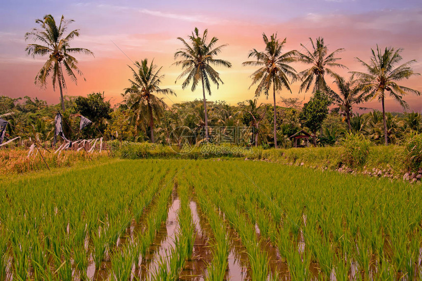 日落时的印度尼西亚高清图片下载-正版图片503243985-摄图网