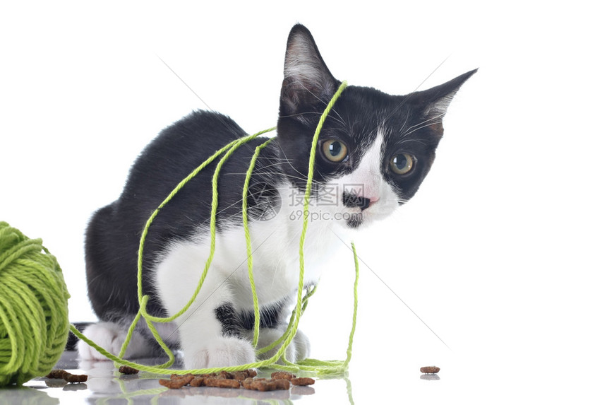 顽皮的小猫被羊毛缠住了高清图片下载 正版图片503252735 摄图网