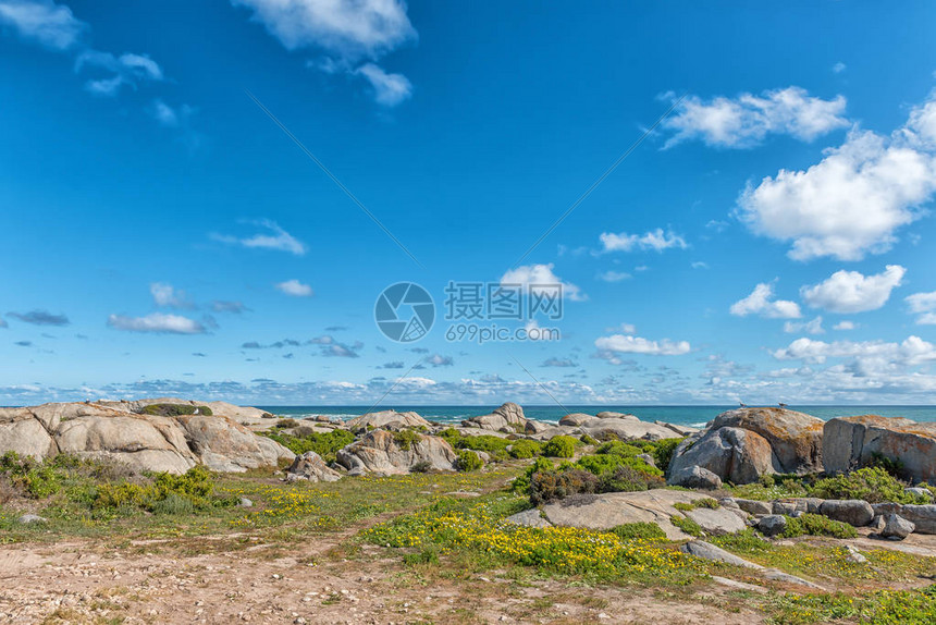 位于西开普省大西洋沿岸Langebaan附近Postberg的Planki高清图片下载-正版图片503262146-摄图网