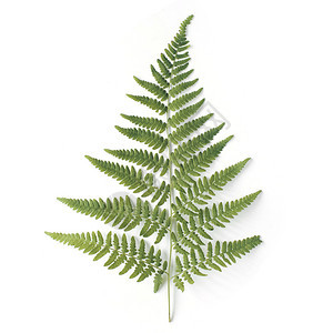 白背景上孤立的fern分支平高清图片下载-正版图片503262242-摄图网