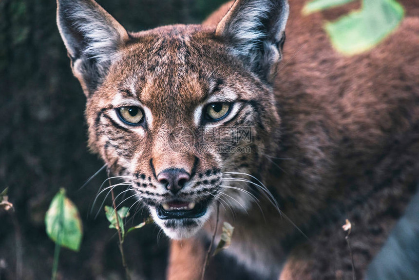 Lynx在森林里高清图片下载-正版图片503267688-摄图网