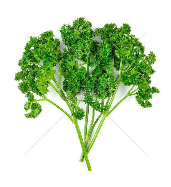 白背景的arsley孤高清图片下载-正版图片503272100-摄图网