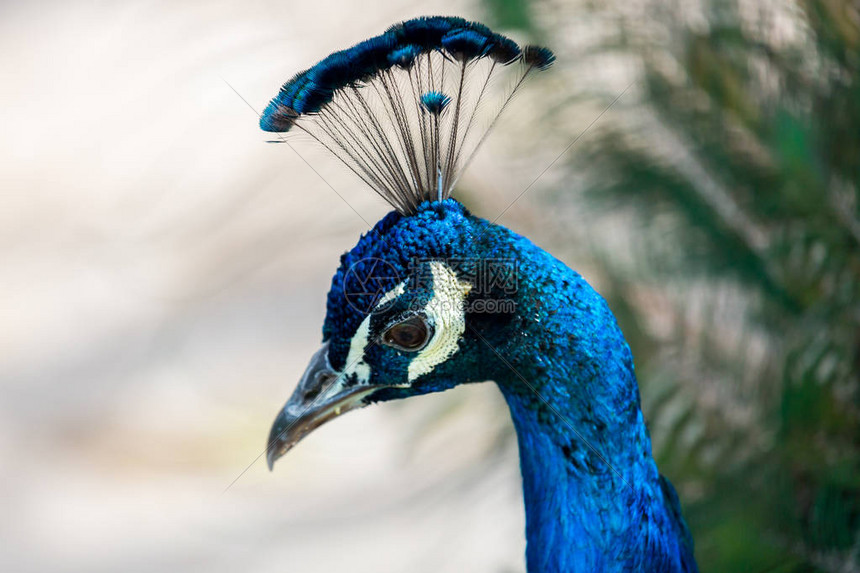 印度孔雀或蓝孔雀是一种体型大且颜色鲜艳的鸟类高清图片下载-正版图片503274011-摄图网
