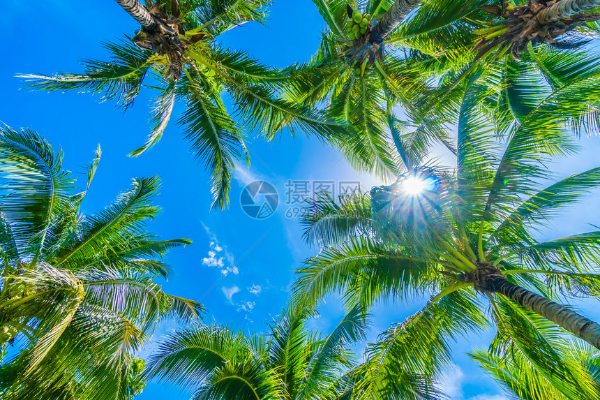 在蓝天背景的可椰子树高清图片下载 正版图片503274942 摄图网
