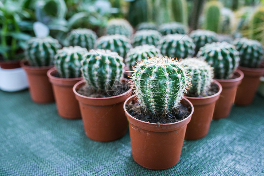 Cactus是Cactaceae植物家族的成员高清图片下载-正版图片503278127-摄图网