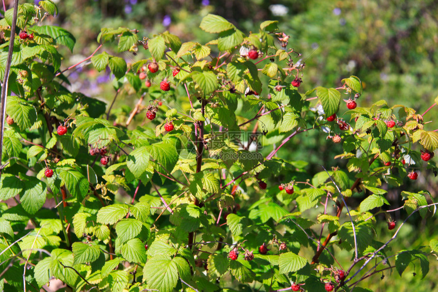 草莓树丛高清图片下载-正版图片503284760-摄图网