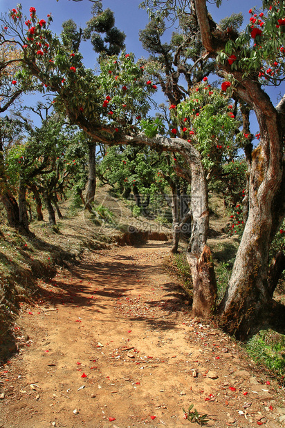在一片开花树林中的道路rhodode高清图片下载-正版图片503285731-摄图网