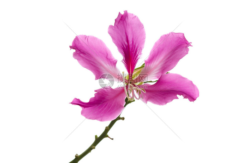 紫荆花分离物白色背景高清图片下载-正版图片503293867-摄图网