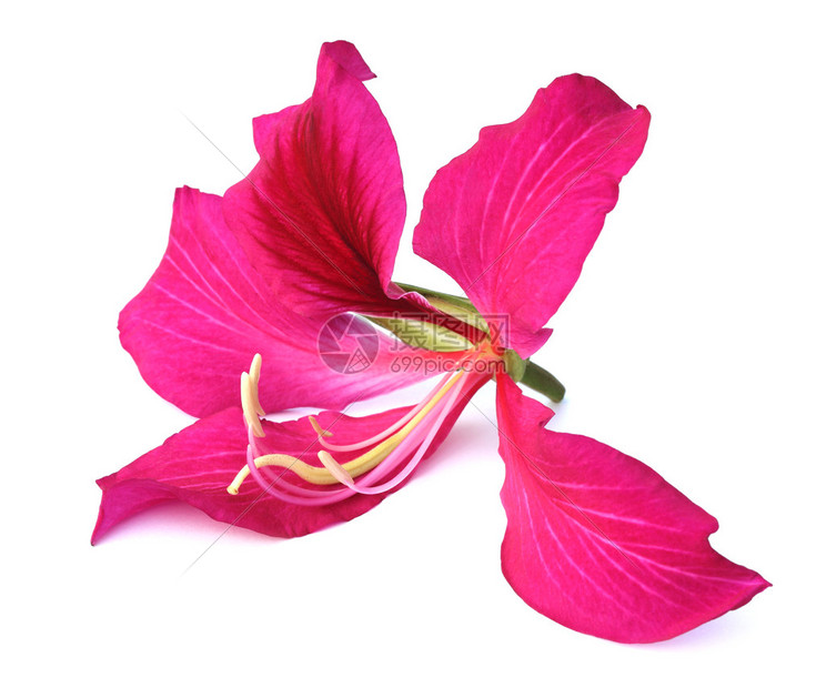 孟加拉国的Bauhiniapurpurea或roktok高清图片下载-正版图片503293903-摄图网