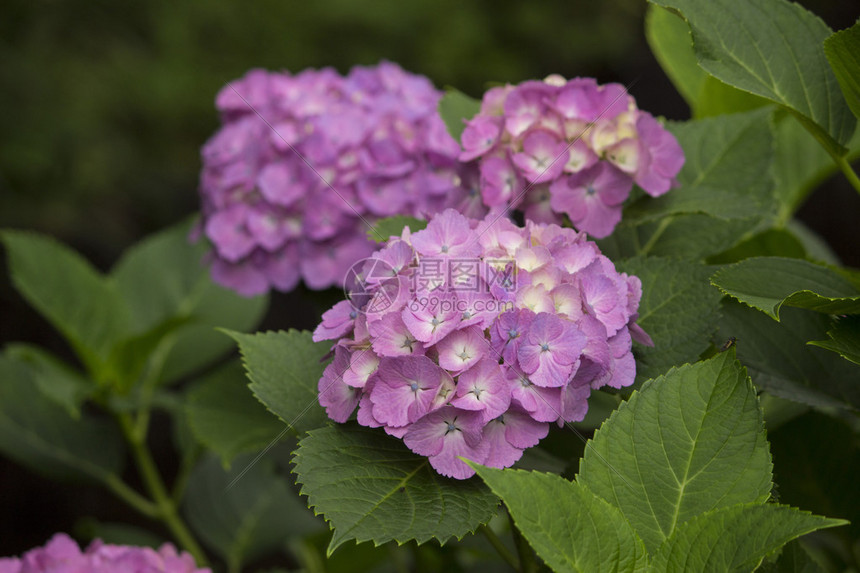 雨季夏的粉色hyd高清图片下载-正版图片503294886-摄图网