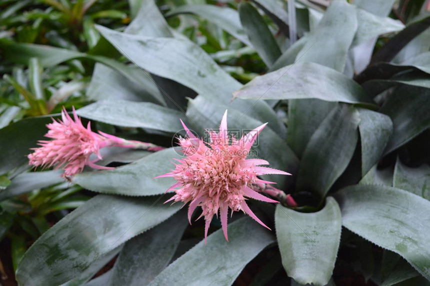 蒙特利尔加拿大JardinBotanique的异端粉红色Agav高清图片下载-正版图片503296724-摄图网