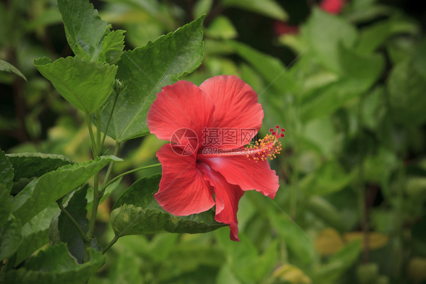 多用途园艺用途的Hibi高清图片下载-正版图片503297248-摄图网